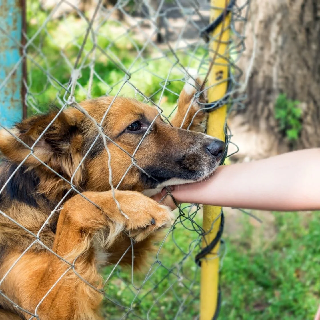 On A Mission KC - Helping Rural Animal Shelters