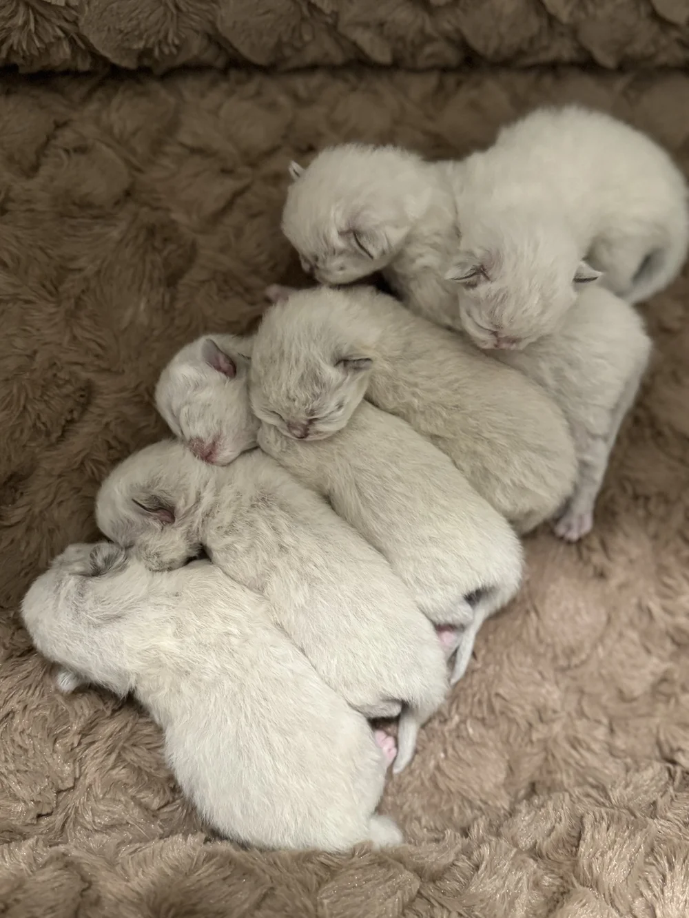Available kittens | Find Your Feline Companion — Love Siberians