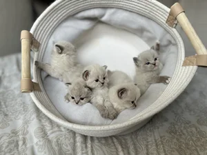 Available kittens | Find Your Feline Companion — Love Siberians