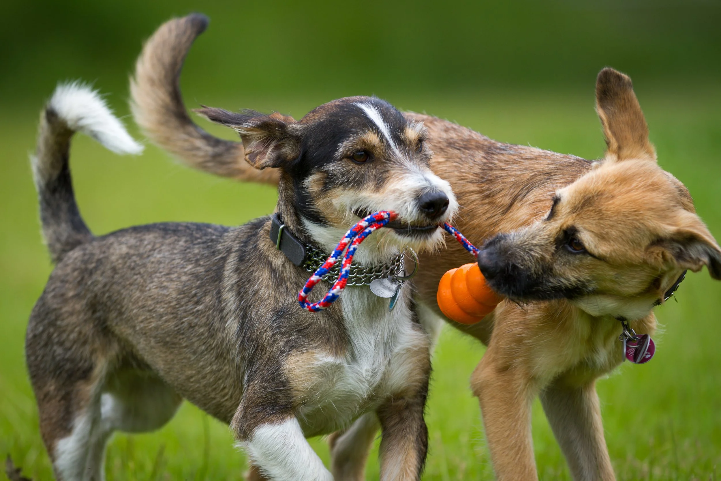 Fun All Day Dog Daycare | Park Your Paws