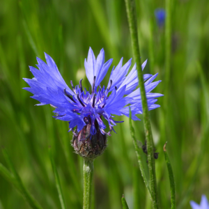 Edible Flowers Guide — Common Unity