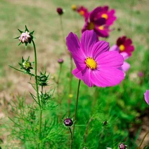 Edible Flowers Guide — Common Unity