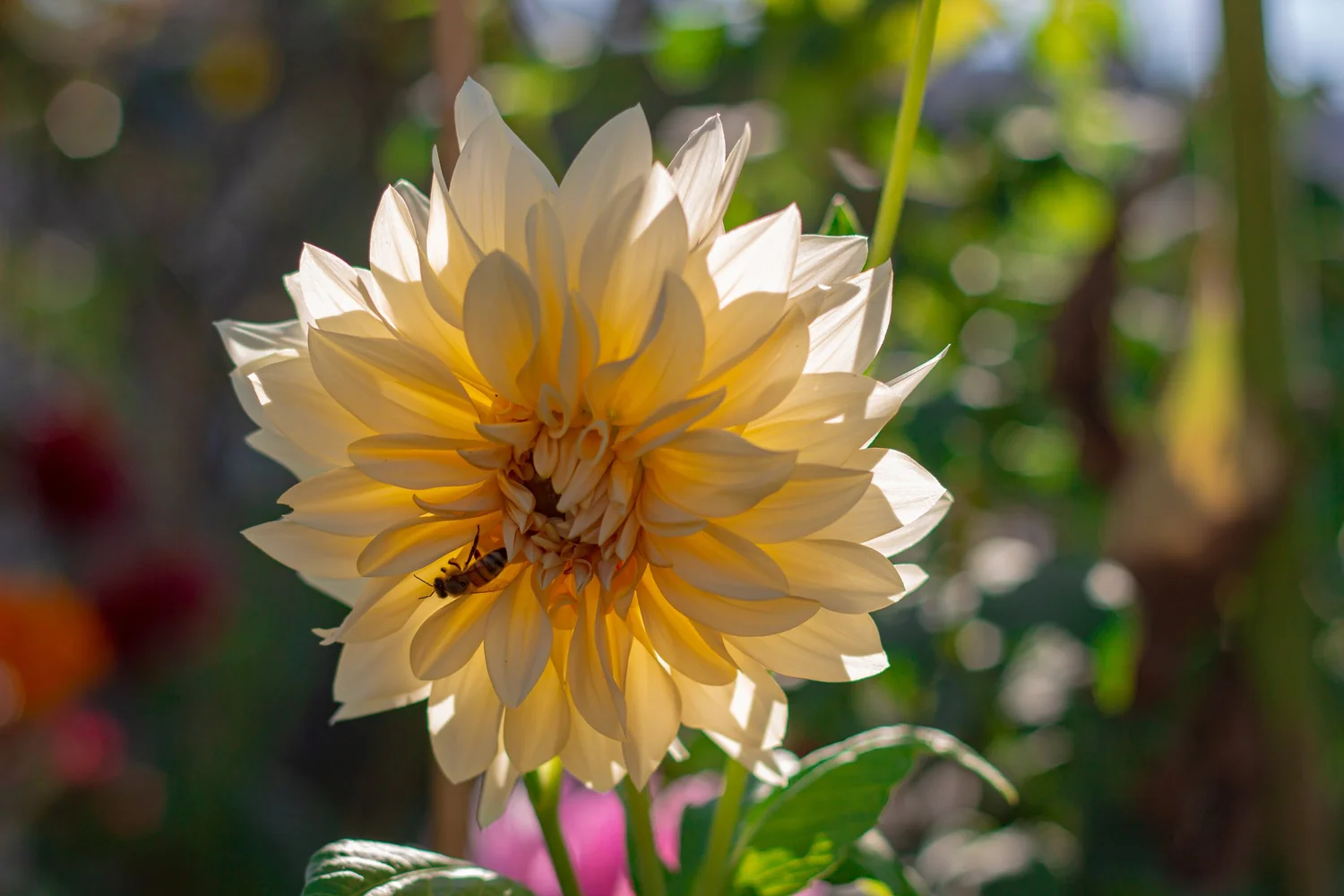 Edible Flowers Guide — Common Unity