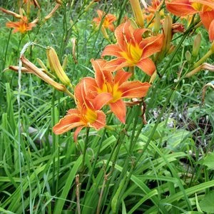 Edible Flowers Guide — Common Unity