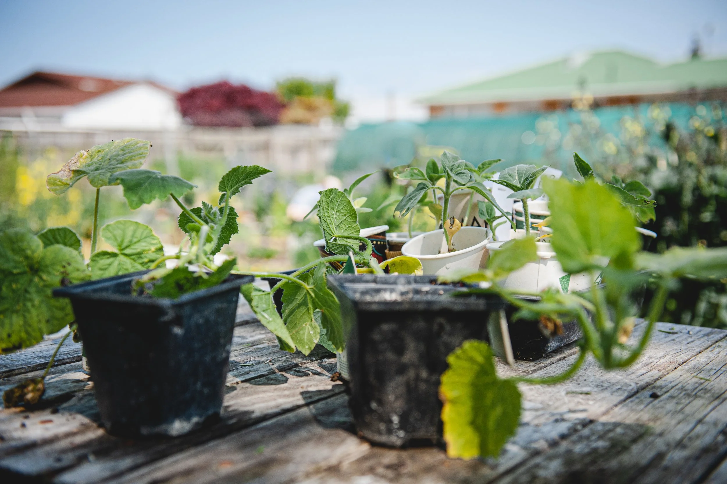 Grow Kit — Common Unity