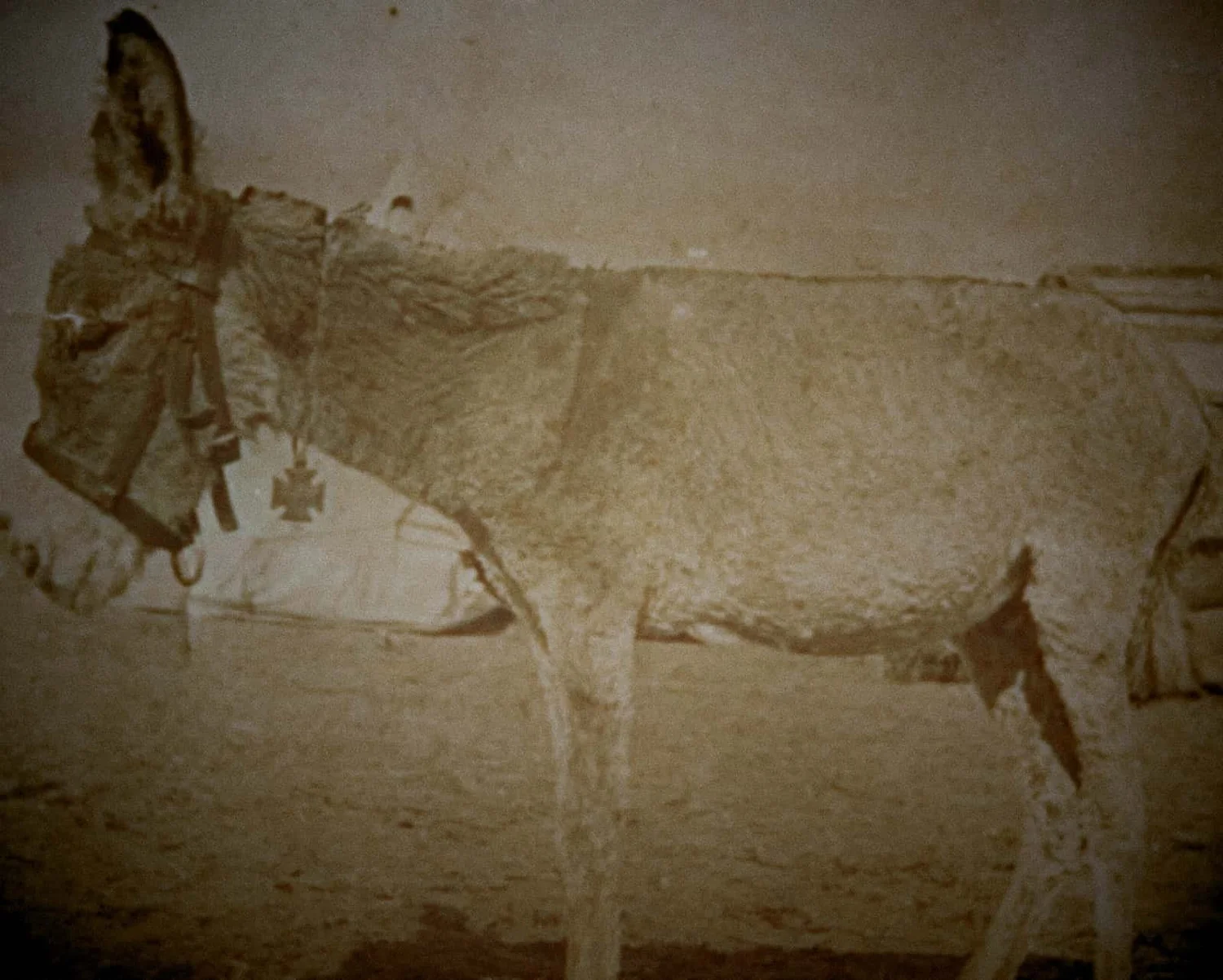 27 – Murphy the Gallipoli Donkey — The War Horse Memorial