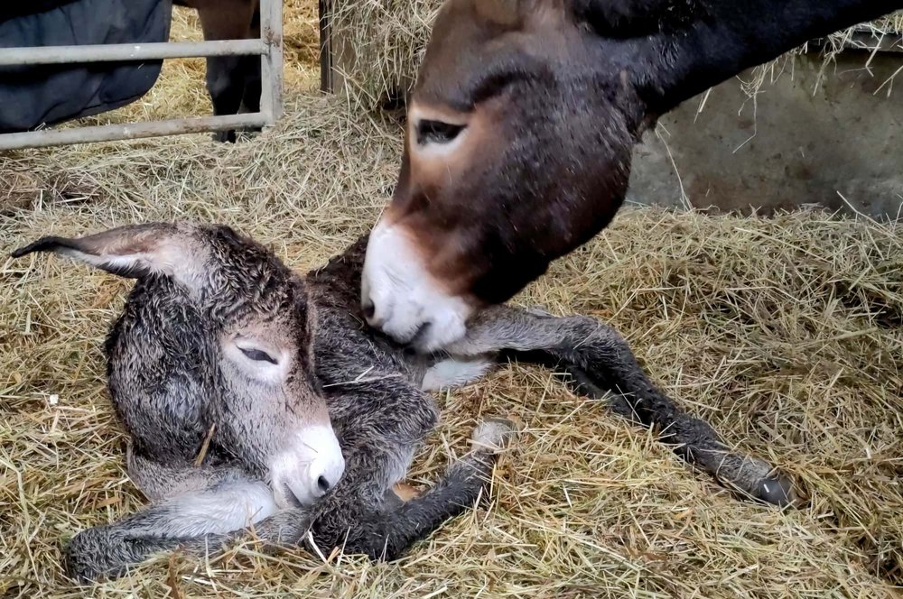 New-borns make Easter a special time of year for donkeys too — The War ...