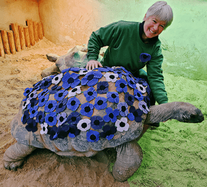 International salute to animals of war and their contribution in fight ...