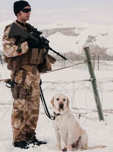 International salute to animals of war and their contribution in fight ...