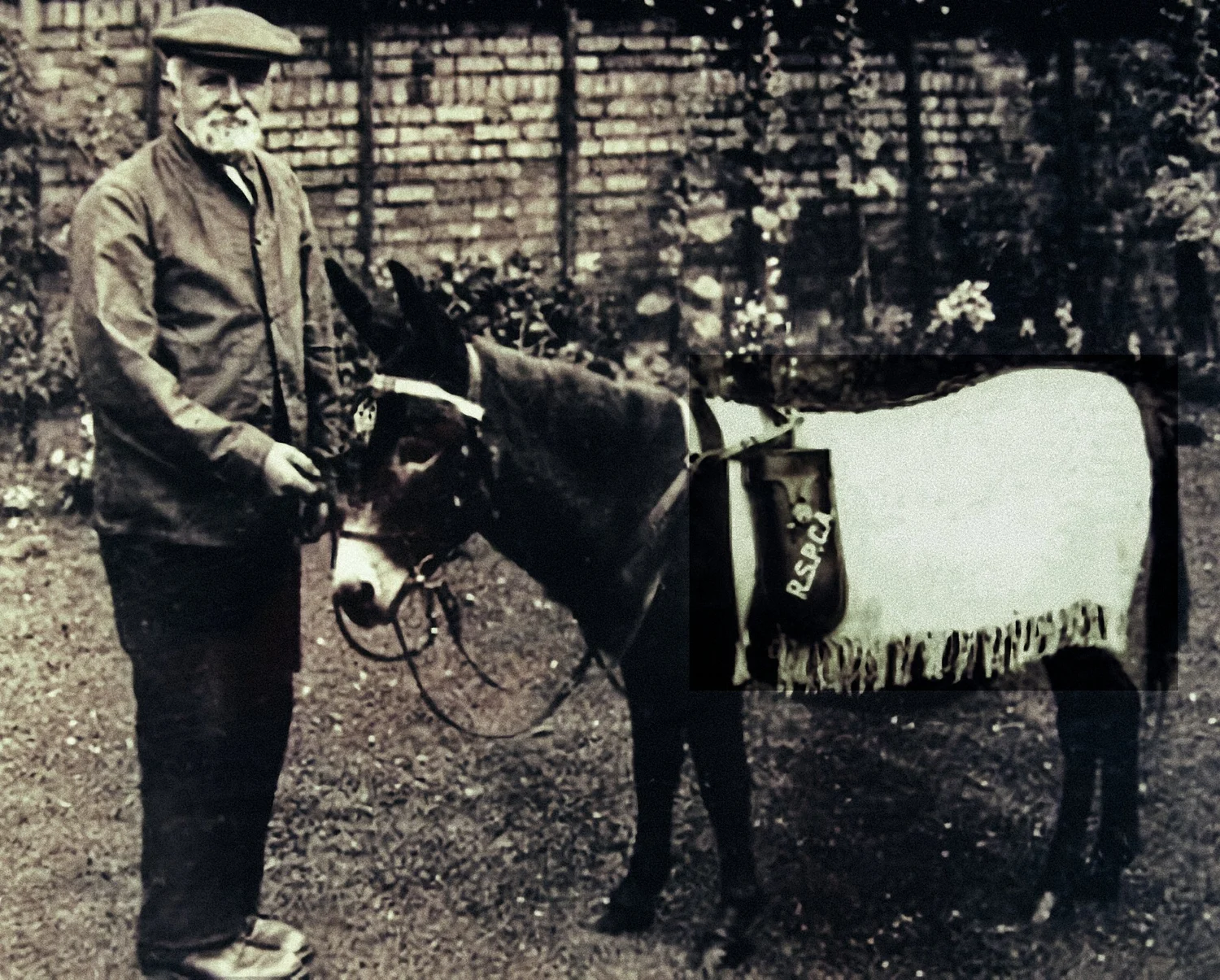 35 – Jimmy the Peterborough donkey — The War Horse Memorial