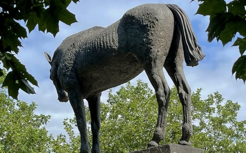 International salute to animals of war and their contribution in fight ...