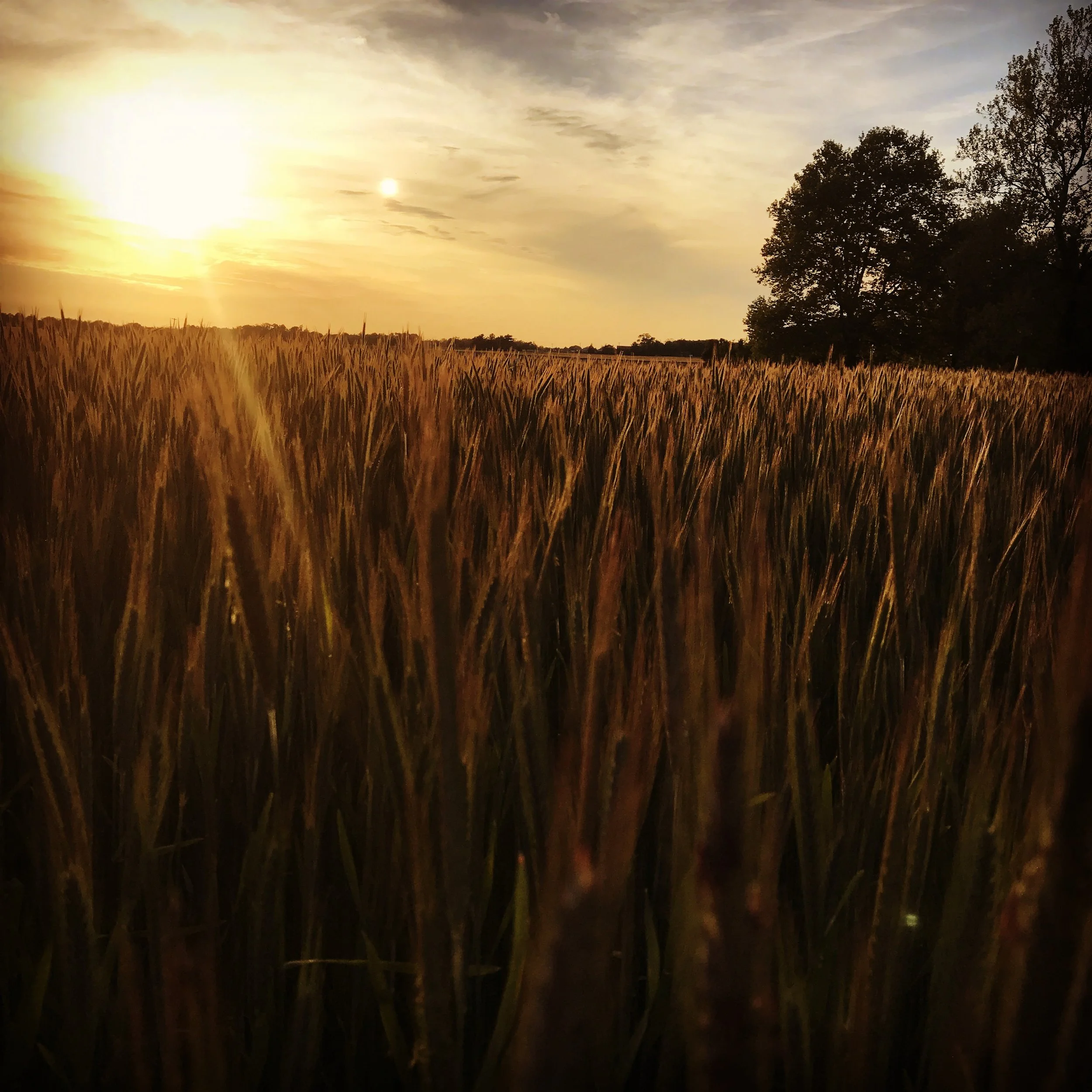 NEWS — Rabbit Hill Malt