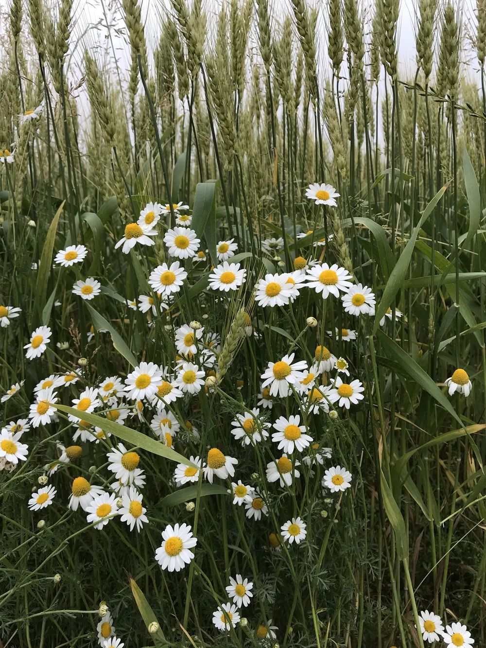 Rabbit Hill Malt — Rabbit Hill Malt