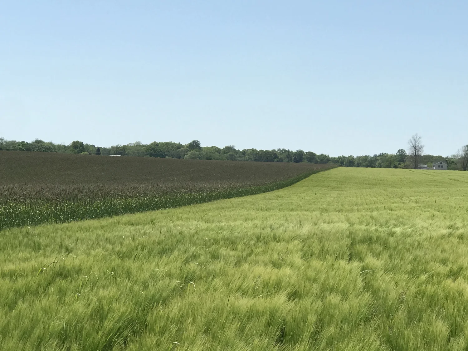 STORY — Rabbit Hill Malt