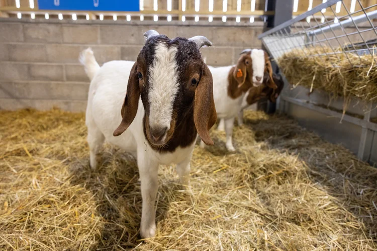 Explore - Colliers Adventure Farm