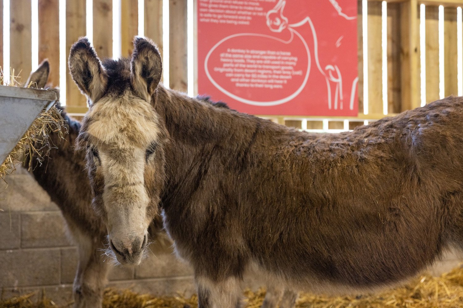Explore - Colliers Adventure Farm