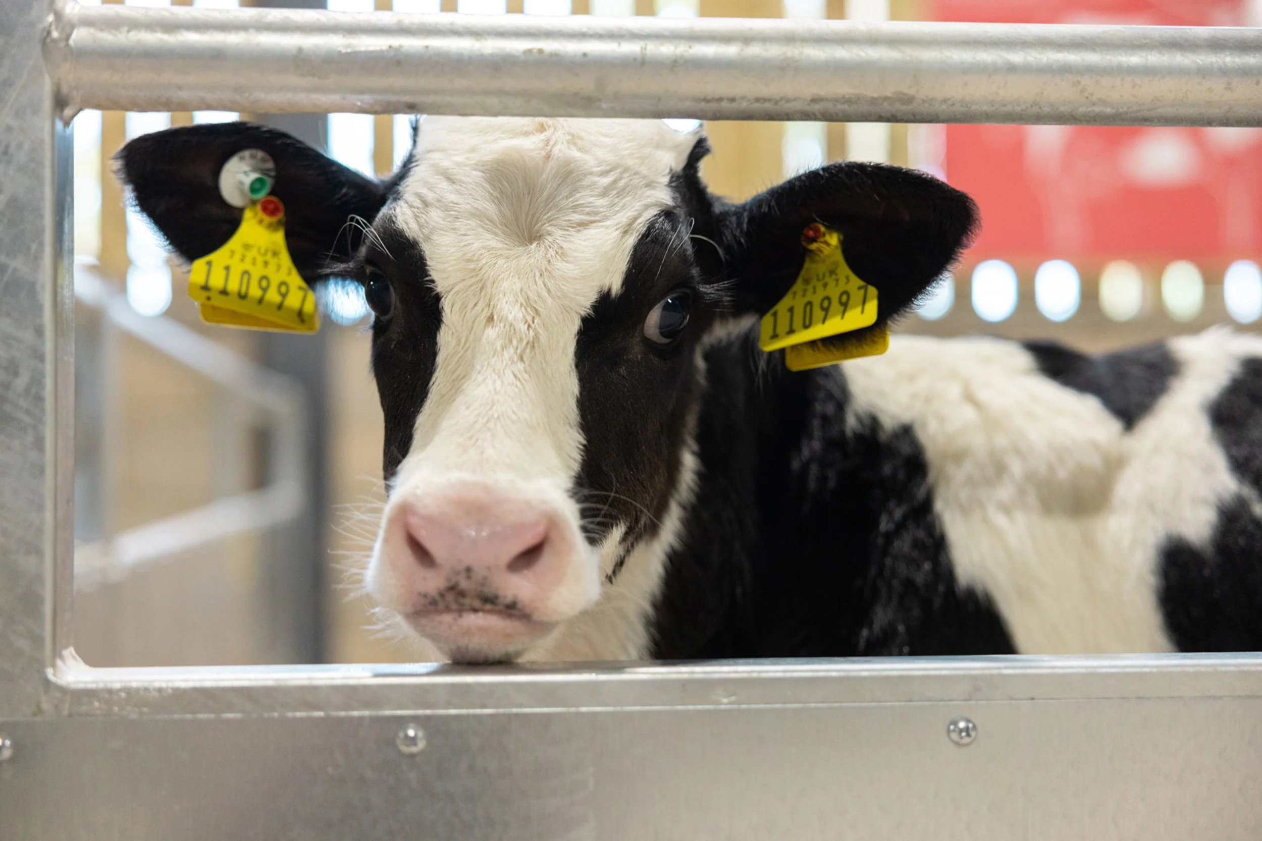 Explore - Colliers Adventure Farm