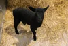 Colliers Adventure Farm