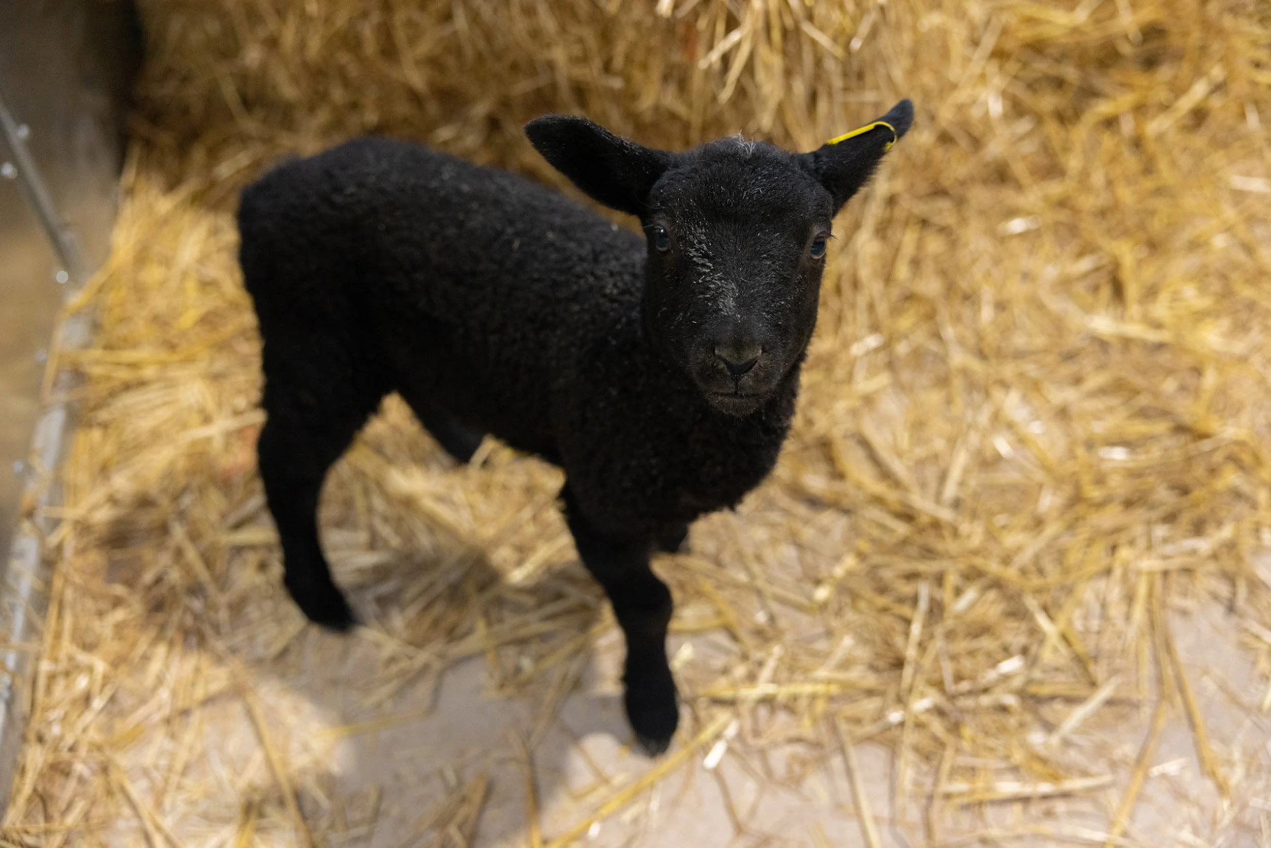 Colliers Adventure Farm