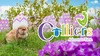 Colliers Adventure Farm