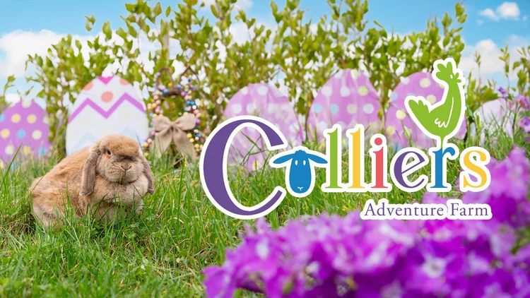 Colliers Adventure Farm