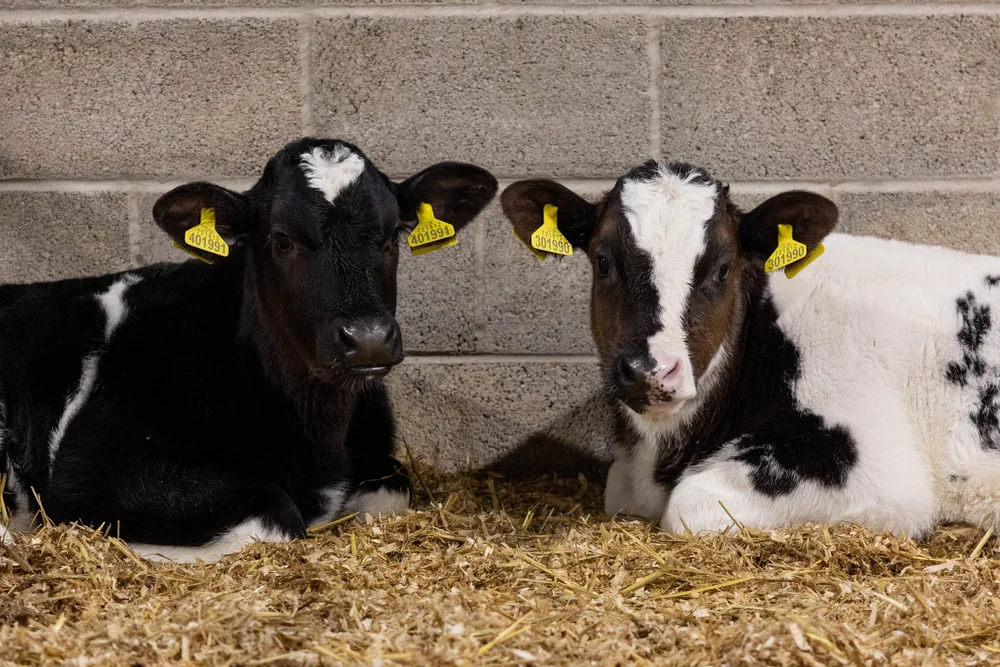 Explore - Colliers Adventure Farm