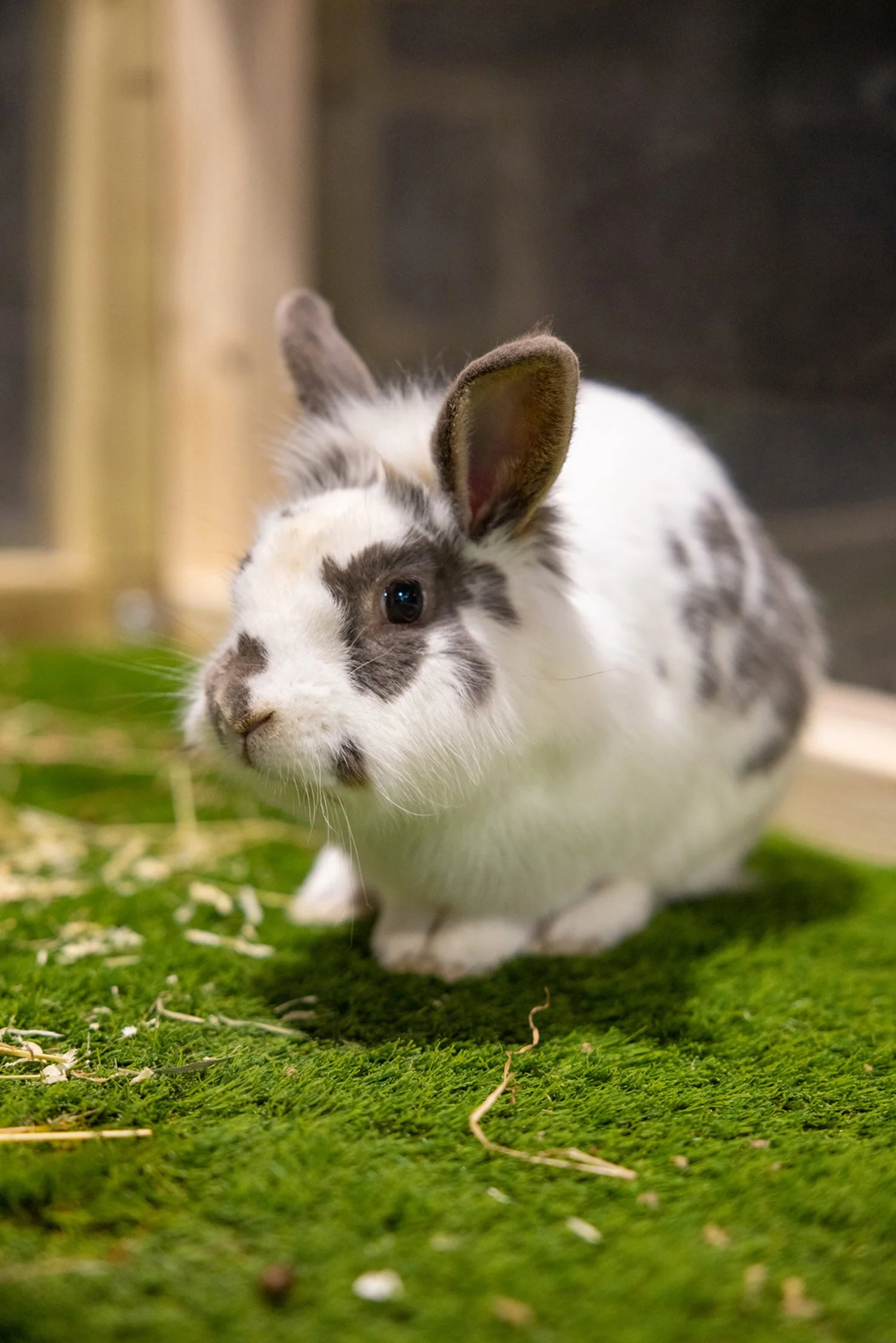 Explore - Colliers Adventure Farm