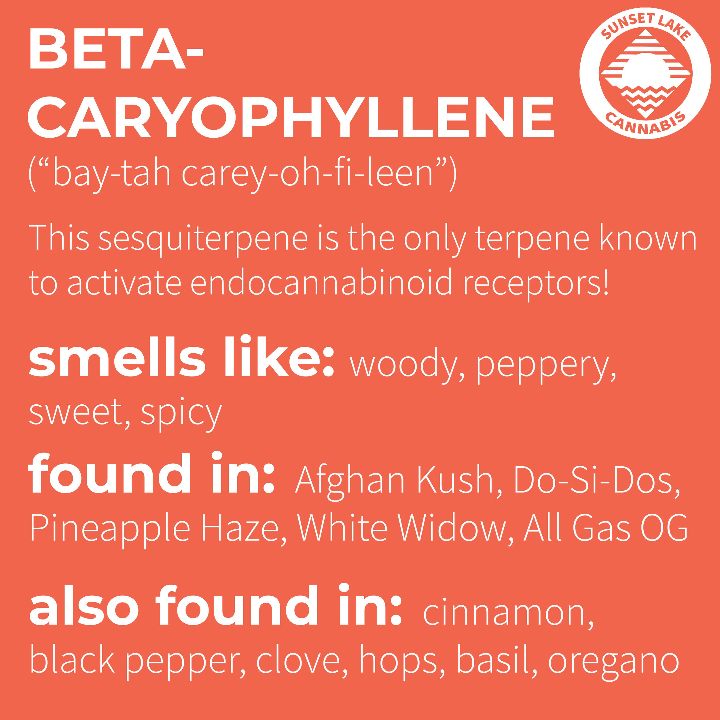 Terpene Spotlight: beta-Caryophyllene — Sunset Lake Cannabis