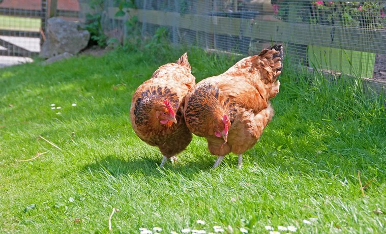 Handy Dandy Chicken Chart