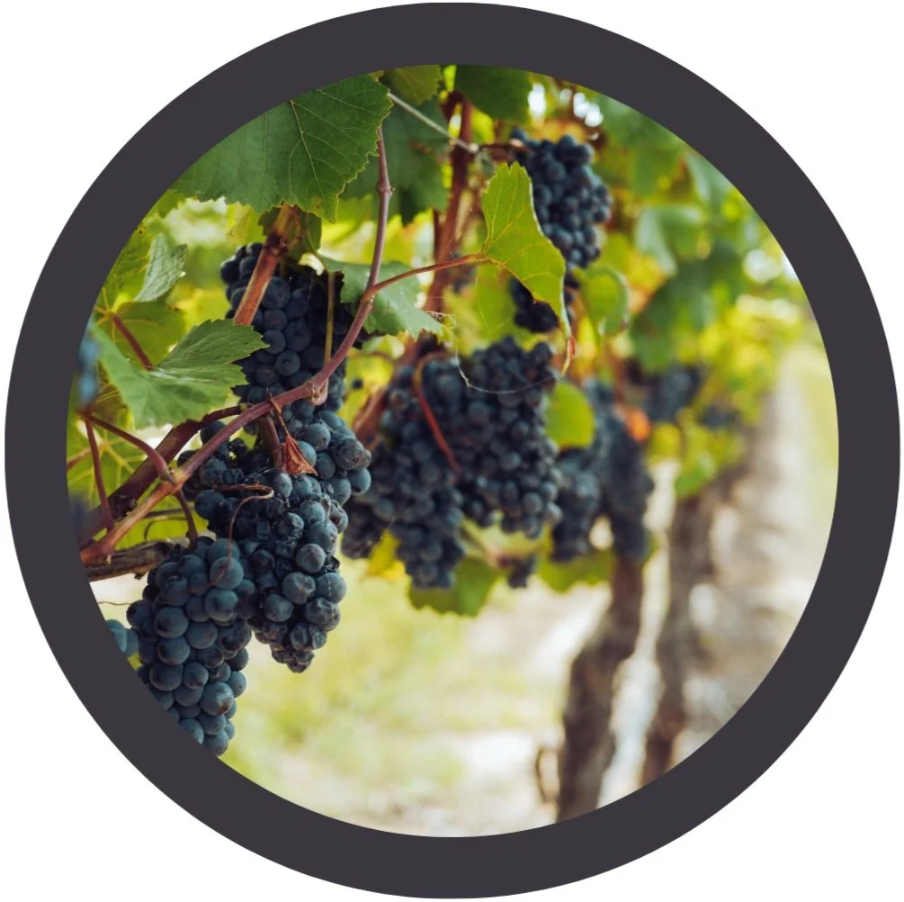 Next-Generation Sequencing is good for the Earth — Admera Health