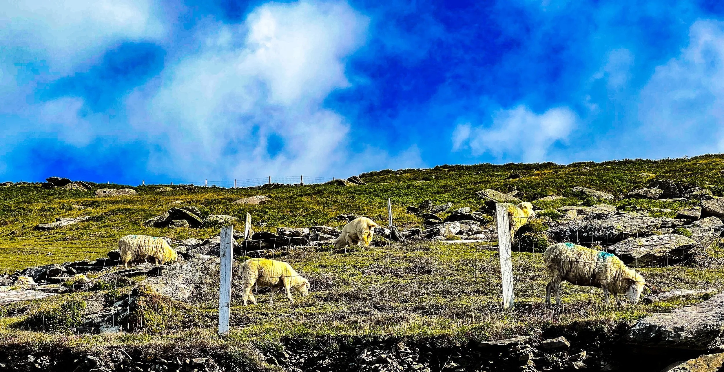 Dingle Drive: The Complete Guide