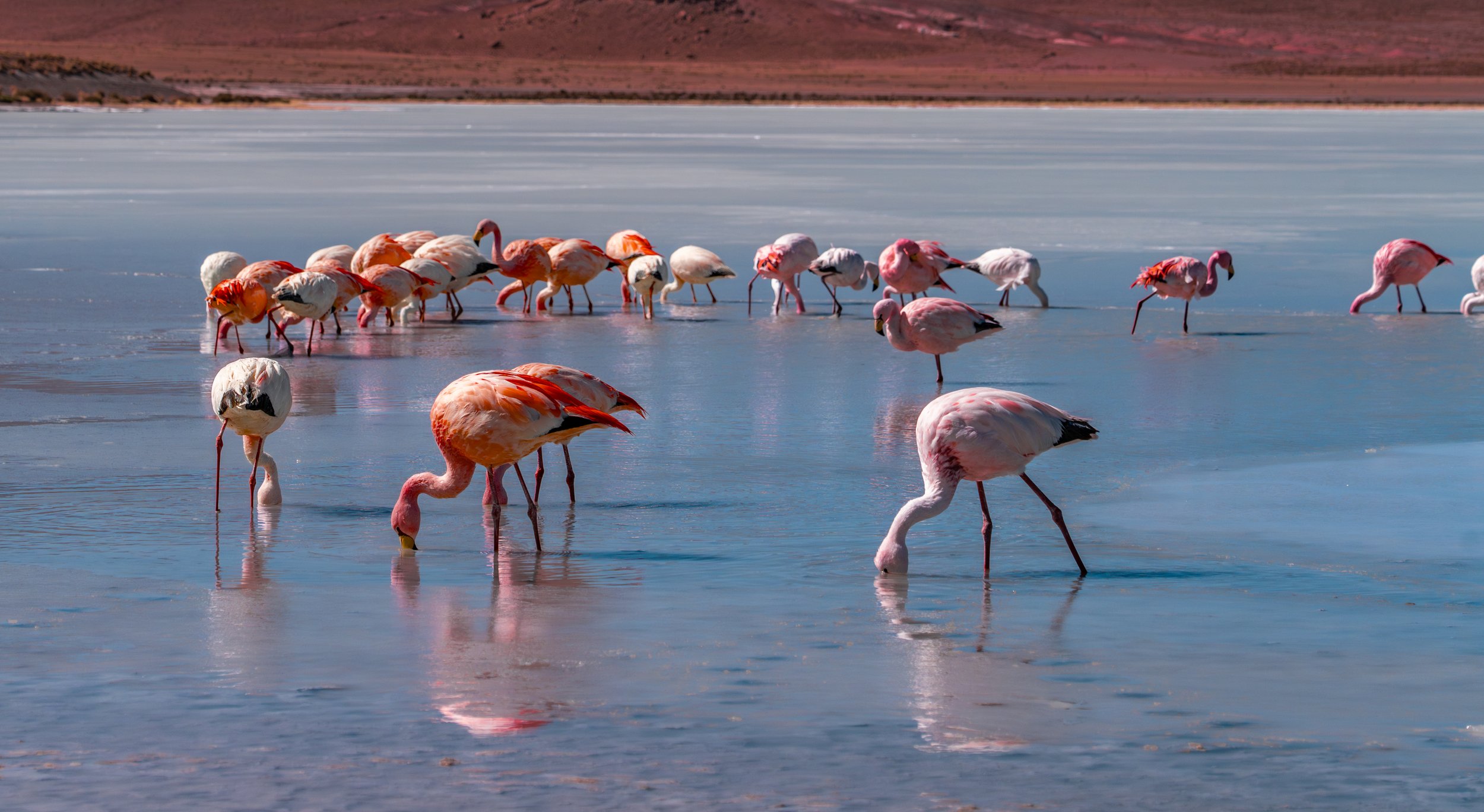 Laguna Hedionda - Bolivia's "Stinky Lake" — Chasing the Sun l World ...
