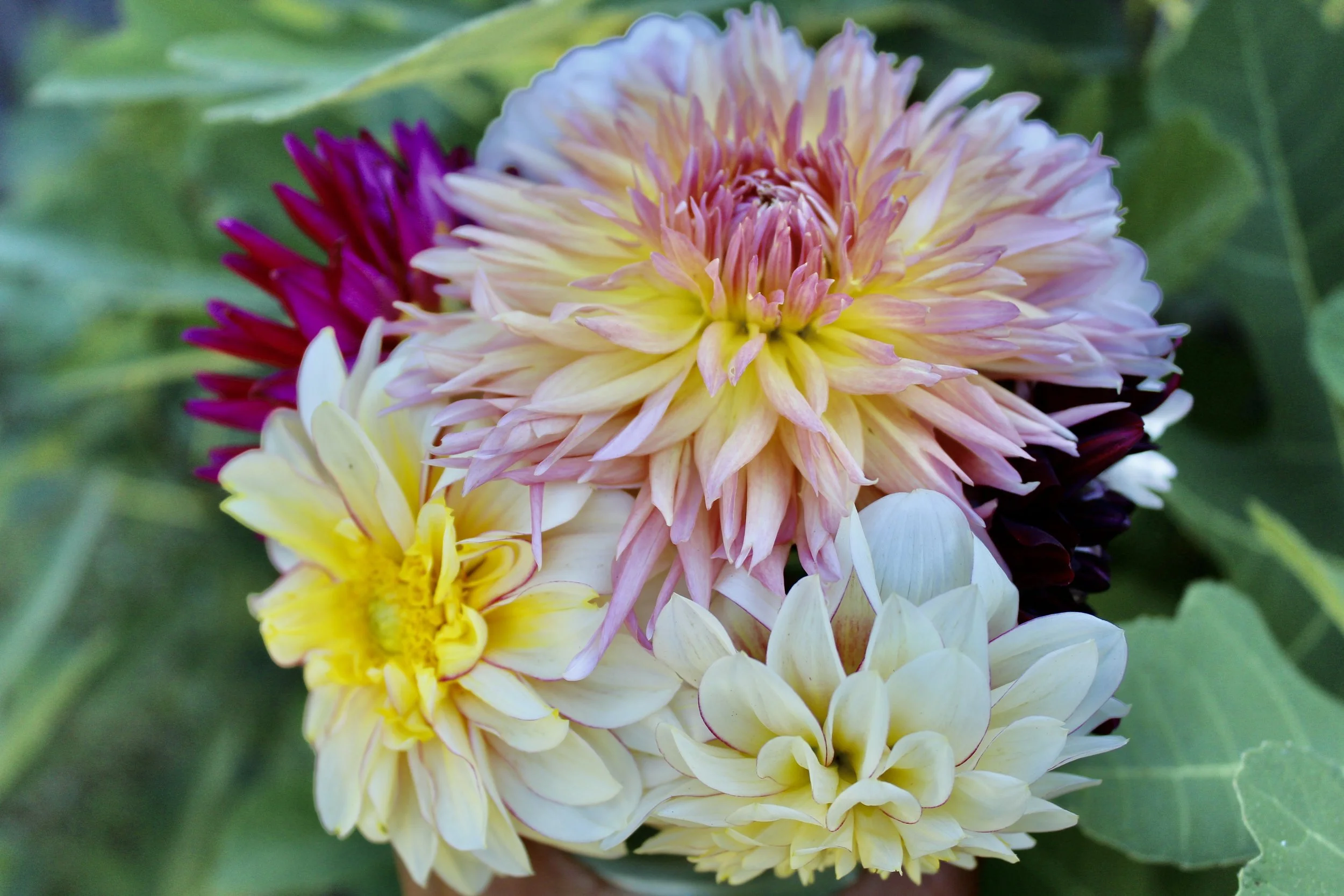 Blossoming Roots Farm & Supply