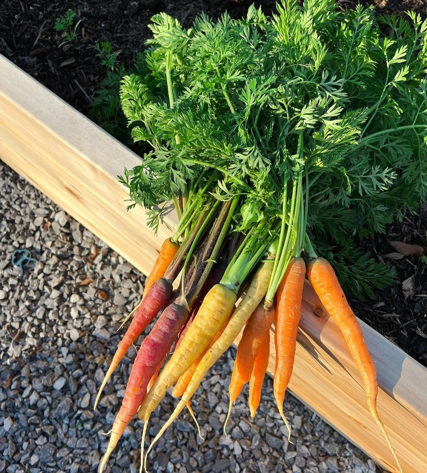 Garden Care & Maintenance — Umbel Gardens - Kitchen Gardens ...