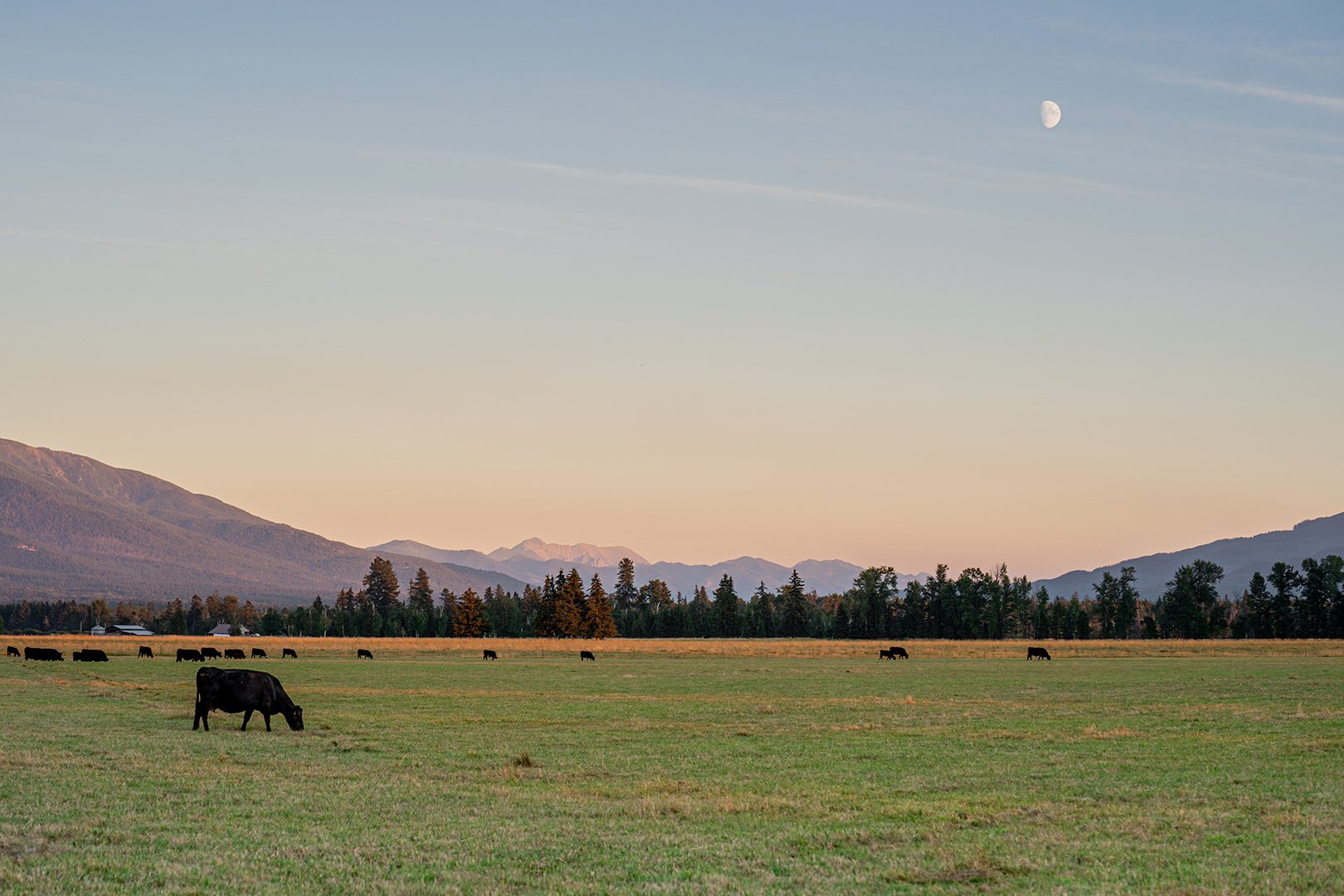 The Rancher's Daughter