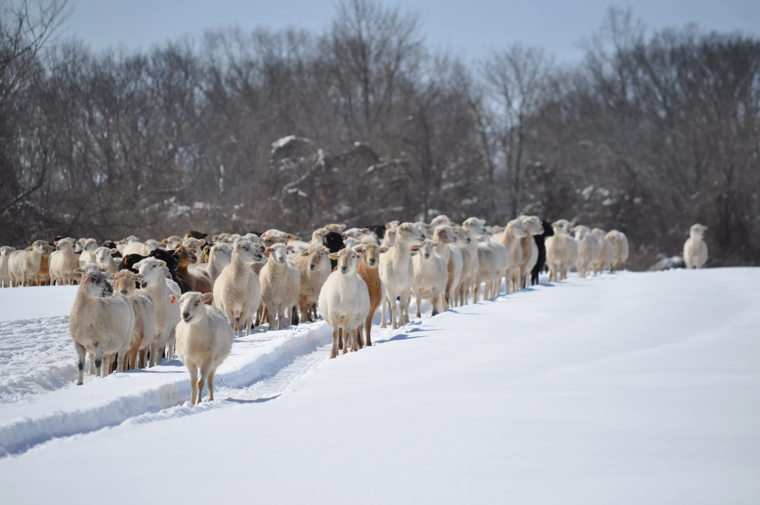 B r i c k F a r m T a v e r n