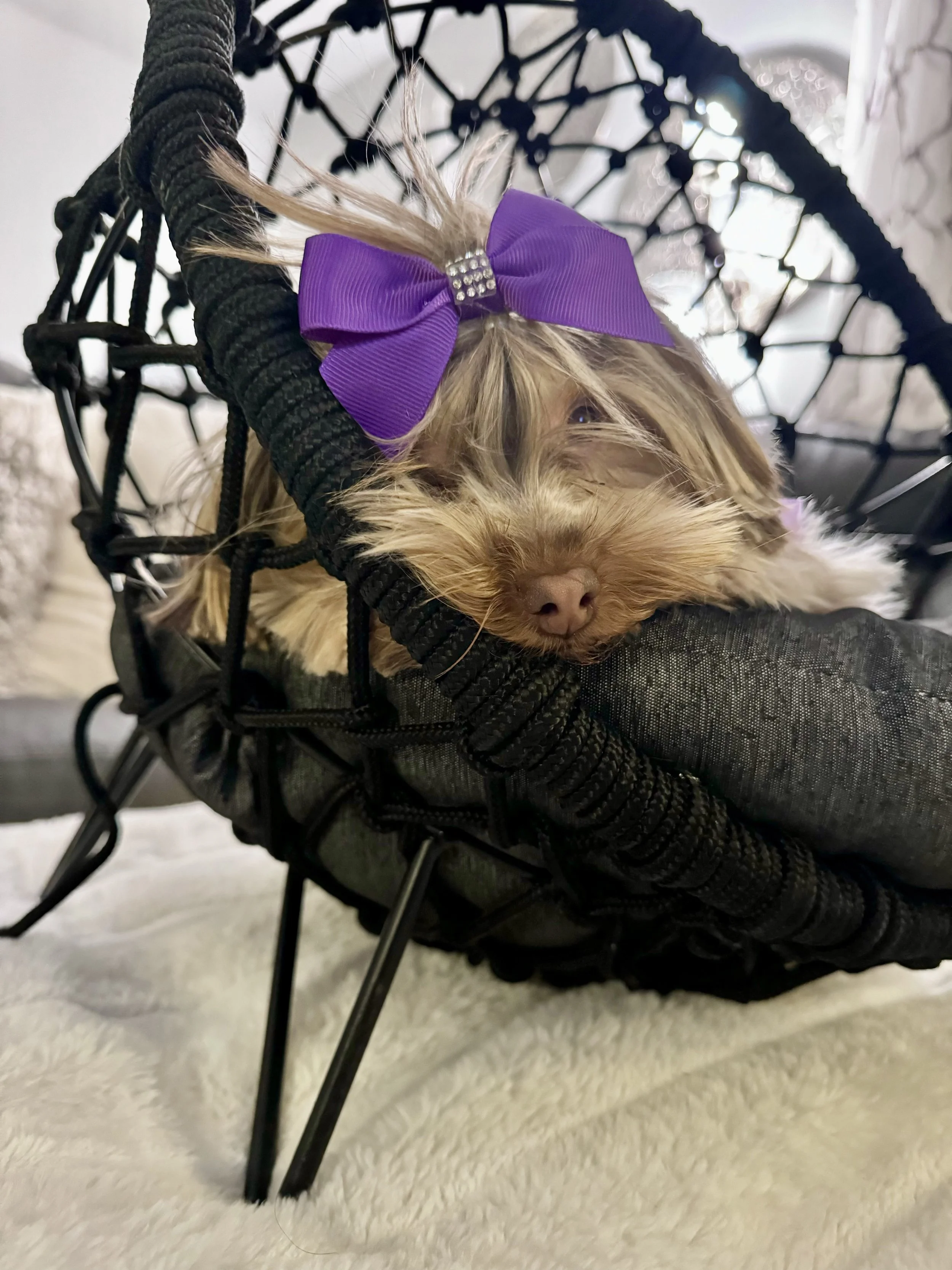 Upcoming Litters — Kimora's Kreations