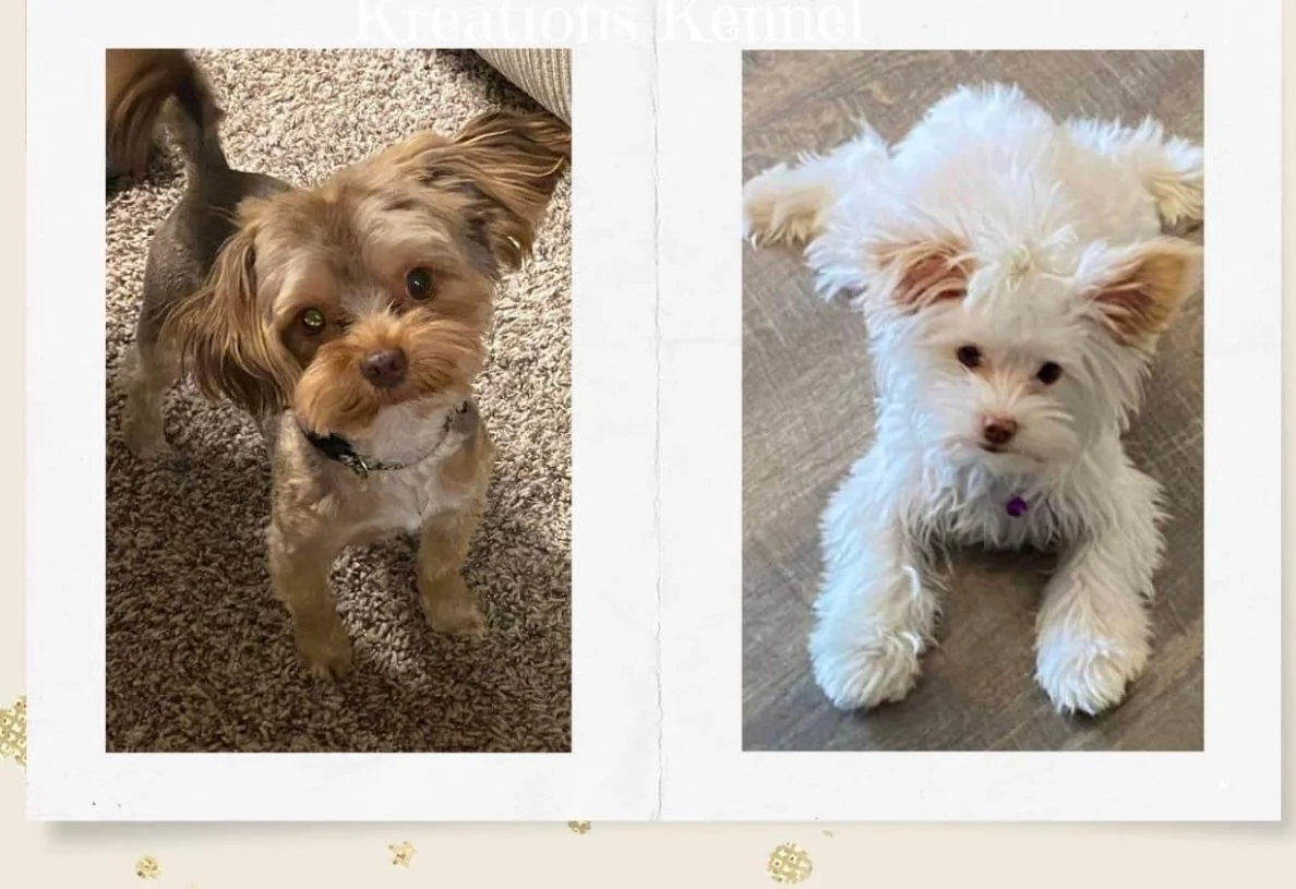 Upcoming Litters — Kimora's Kreations