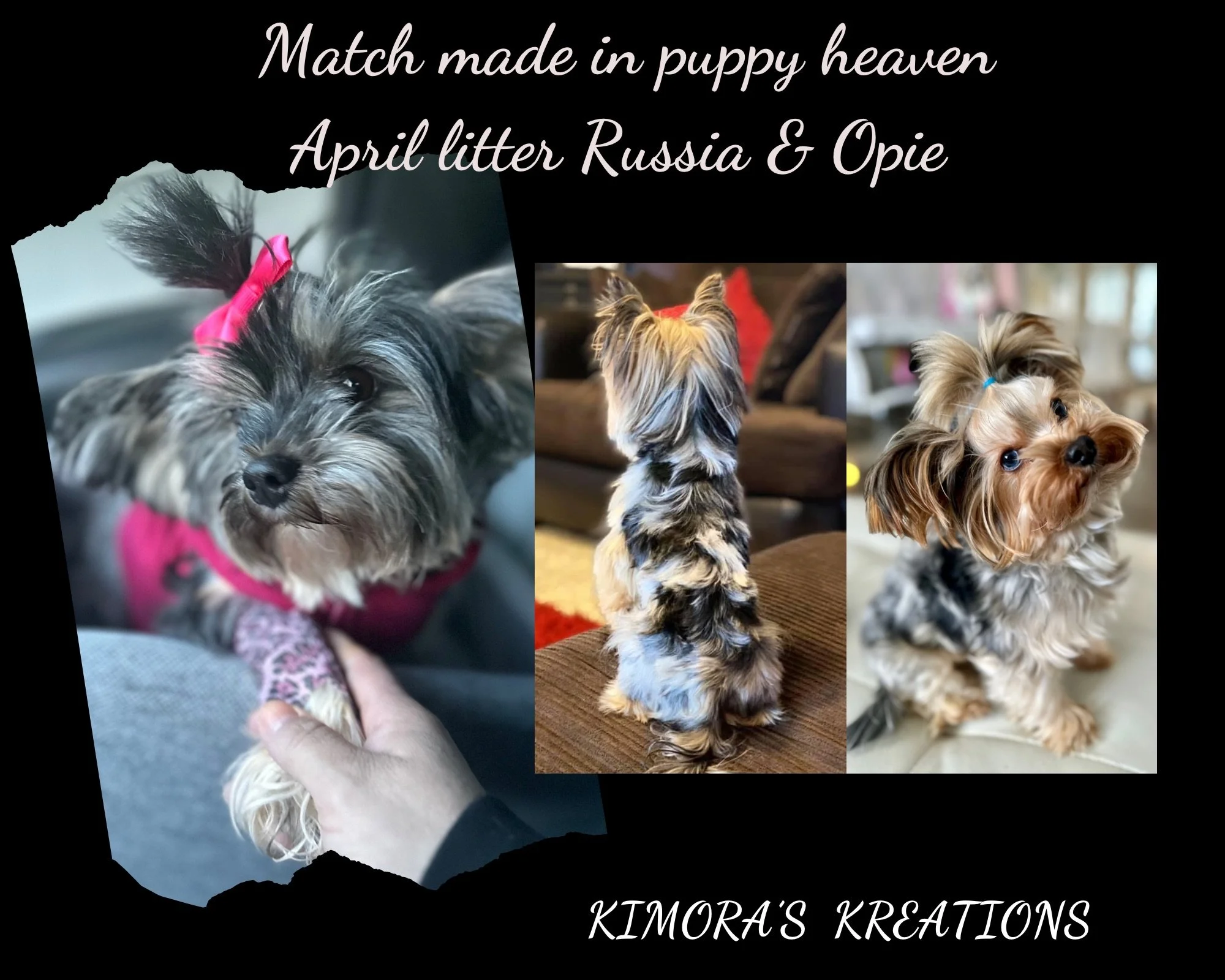 Upcoming Litters — Kimora's Kreations