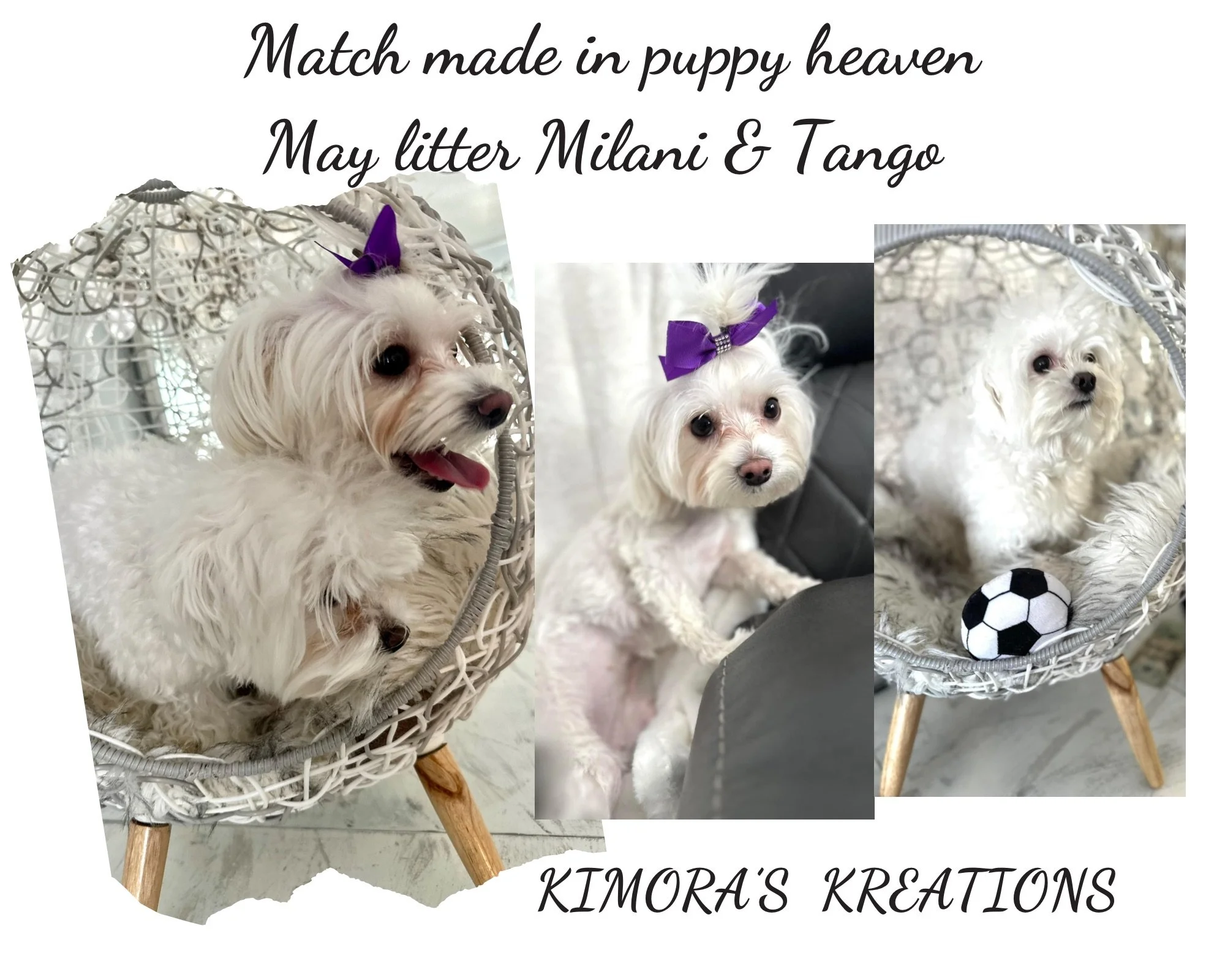 Upcoming Litters — Kimora's Kreations