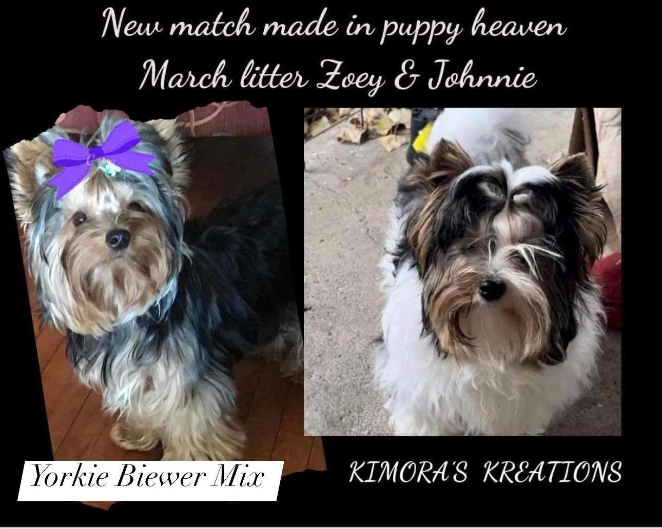 Upcoming Litters — Kimora's Kreations