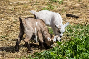 Monach Farm