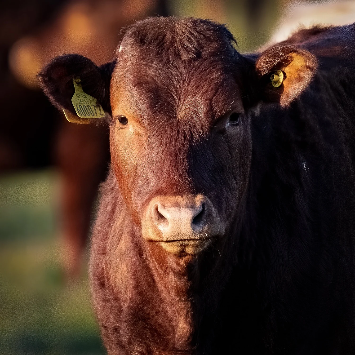 About us — Monach Farm