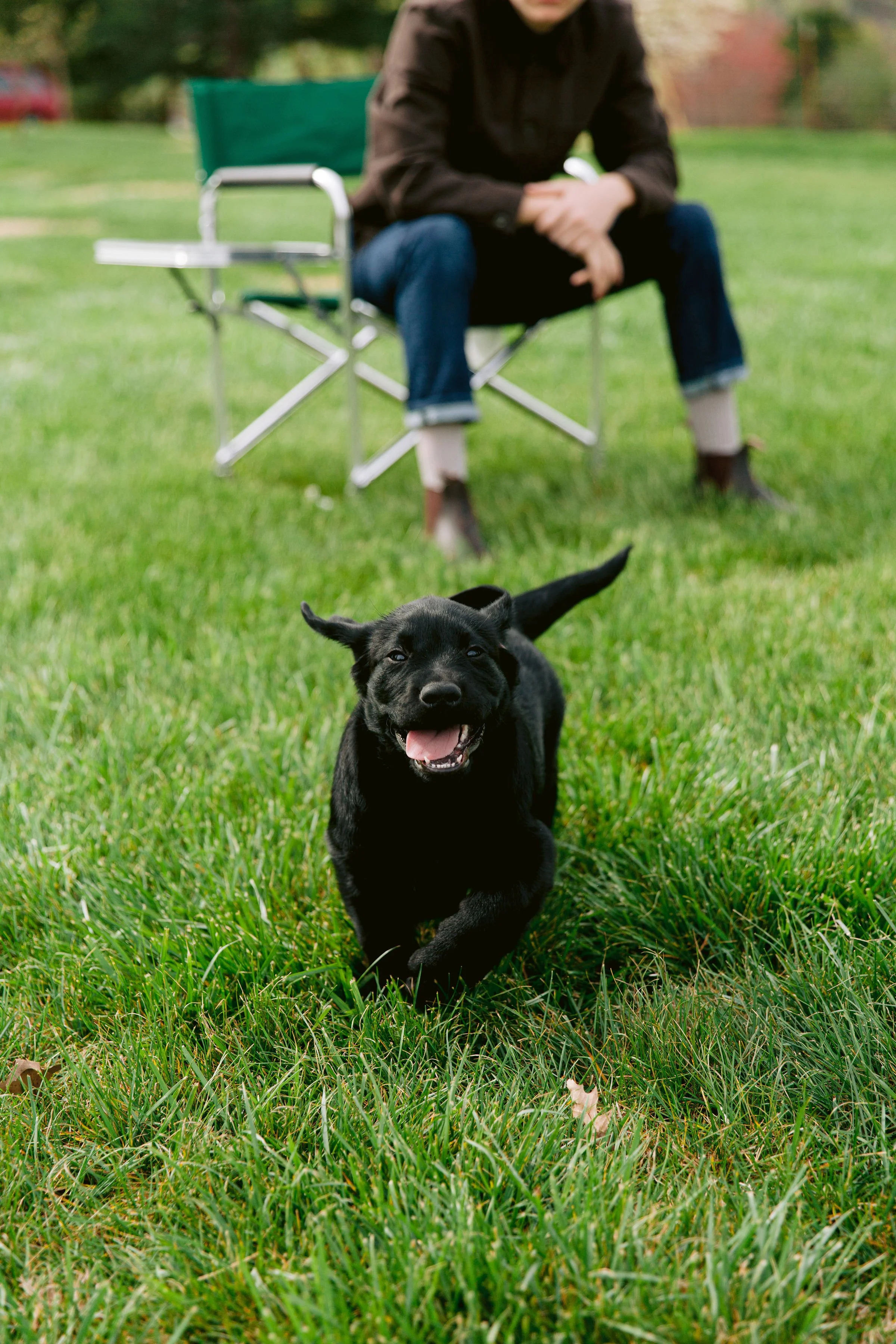 Best English Labrador Breeders in the USA | Moose and Mary Labrador Kennels