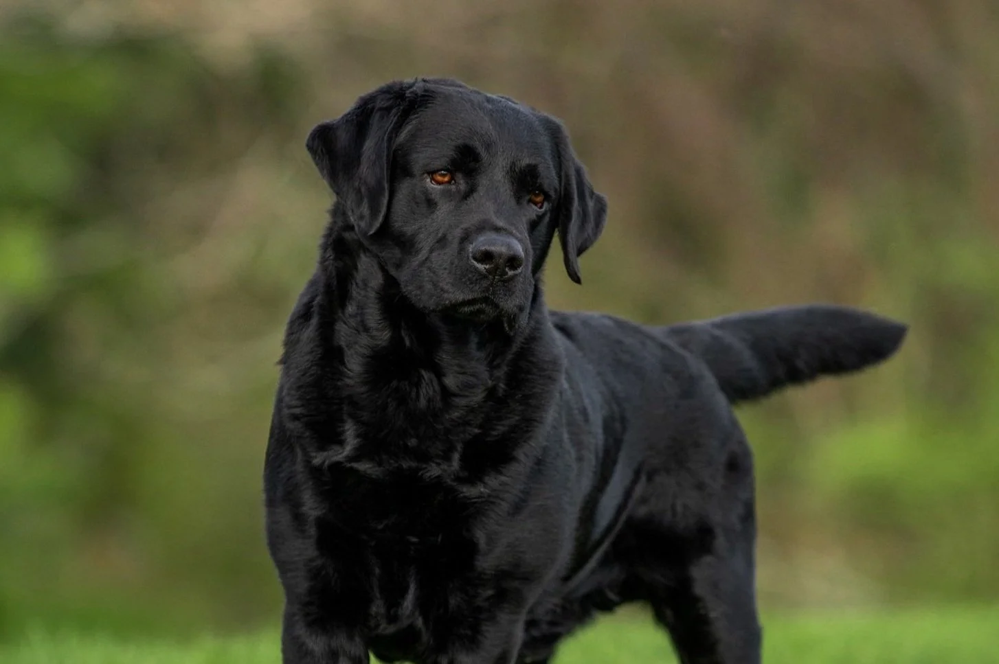 Best English Labrador Breeders in the USA | Moose and Mary Labrador Kennels
