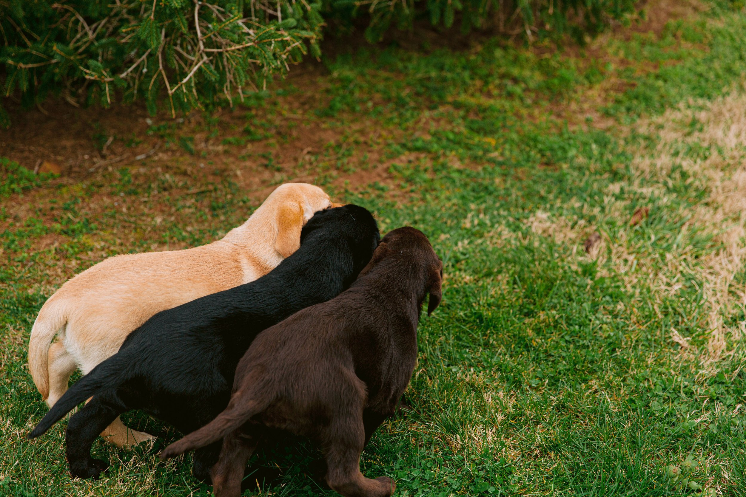 Best English Labrador Breeders in the USA | Moose and Mary Labrador Kennels