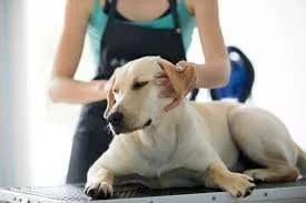 Do Labradors Shed — Moose and Mary Labrador Kennels