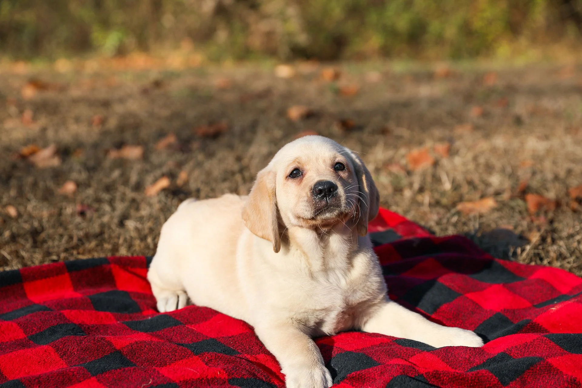 Are English Labradors Easy to Train? — Moose and Mary Labrador Kennels