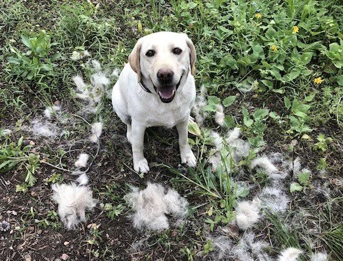 Do Labradors Shed — Moose and Mary Labrador Kennels