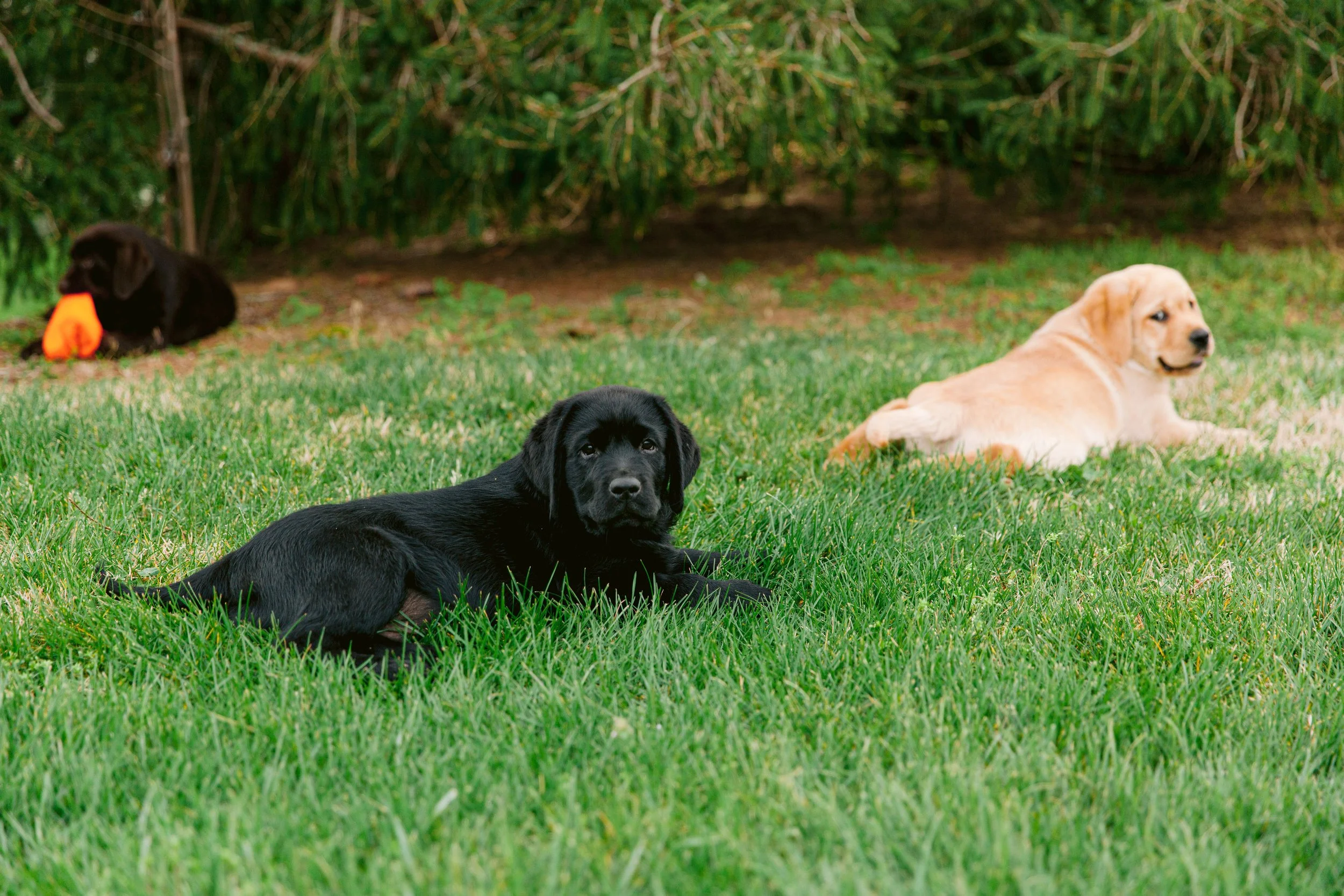 The Ultimate Guide to English Labradors — Moose and Mary Labrador Kennels